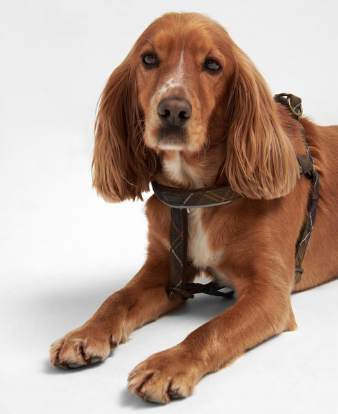 Barbour 5 Way Adjustable Dog Harness | North Shore Saddlery